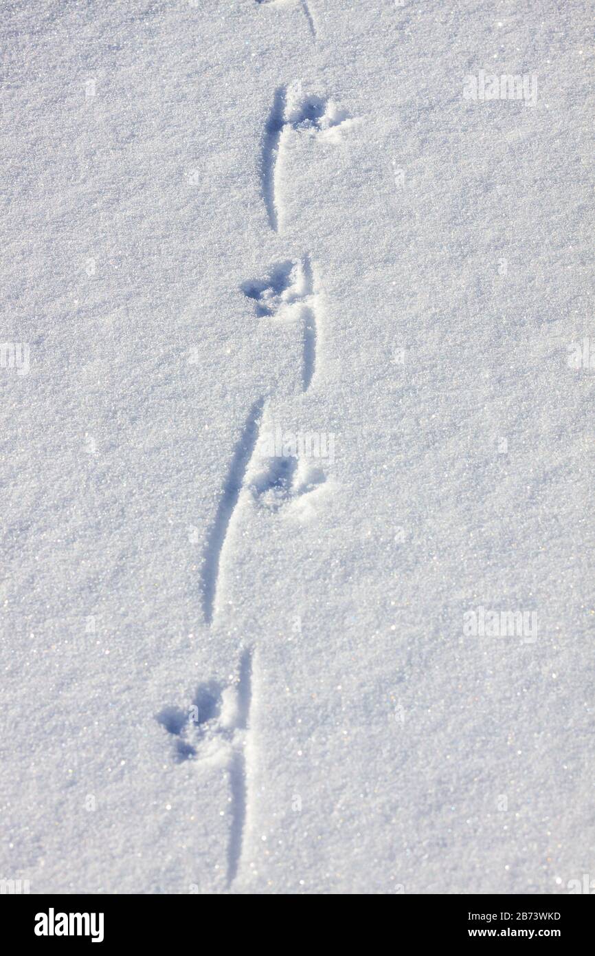 Grouse Tracks In Snow
