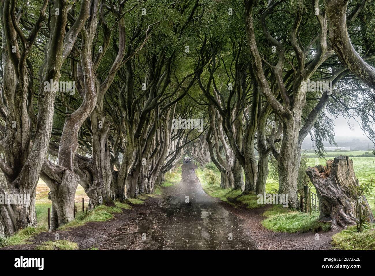 Game of thrones dark hedges hi-res stock photography and images - Alamy