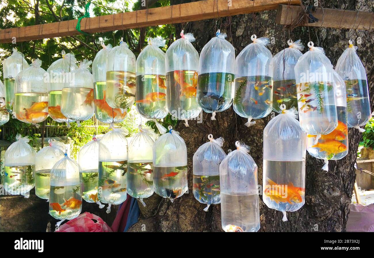 Street vendor alive decorative fish in packages of water Stock Photo ...