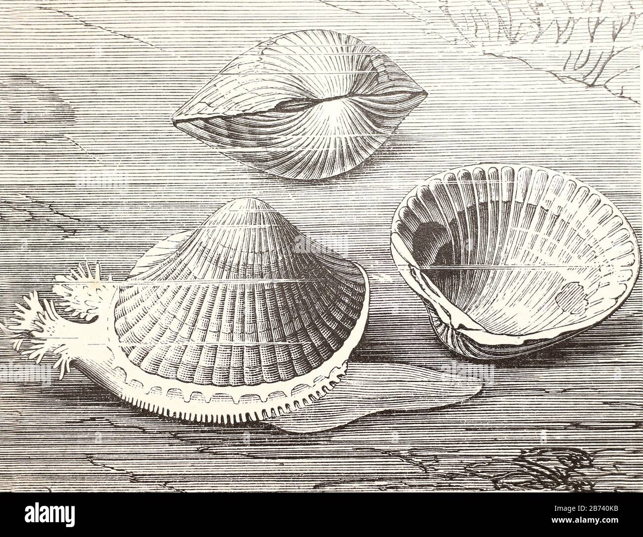 Mollusc - Cardium Edule Stock Photo - Alamy