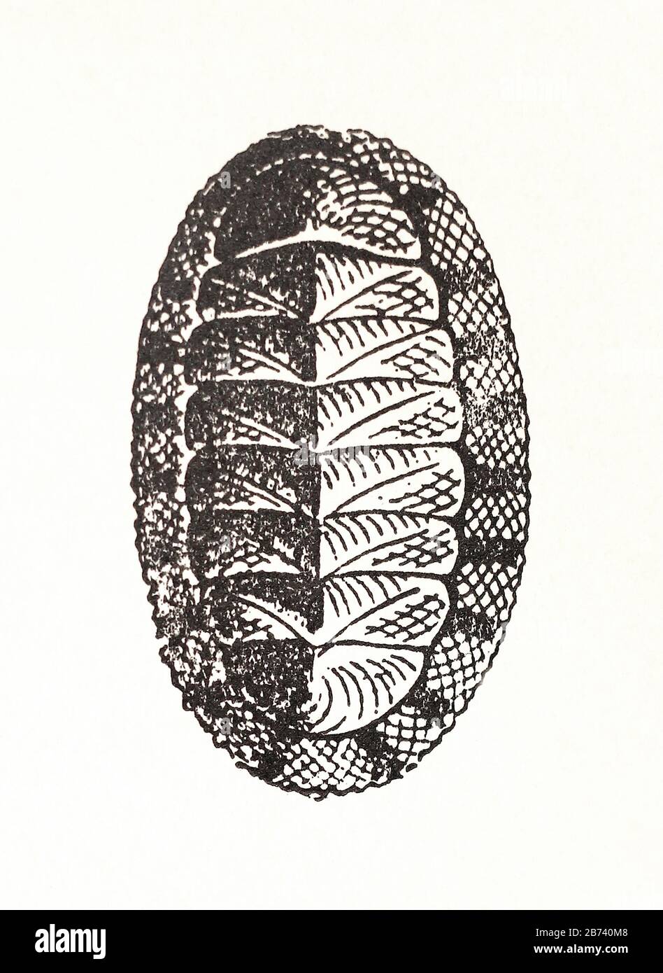 Chiton shell hi-res stock photography and images - Alamy