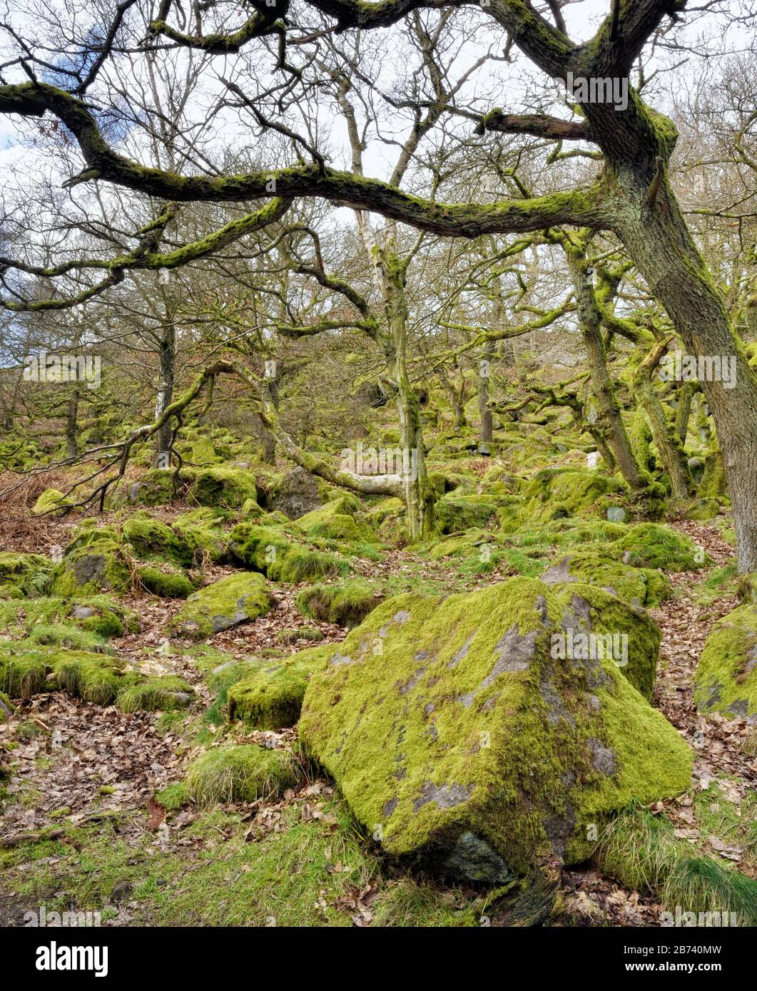 Enchanted forest,Padley gorge,Peak district national park,Derbyshire ...