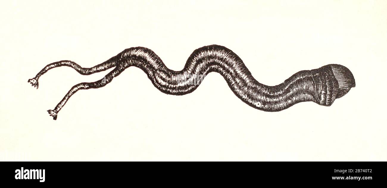 Teredo sea hi-res stock photography and images - Alamy