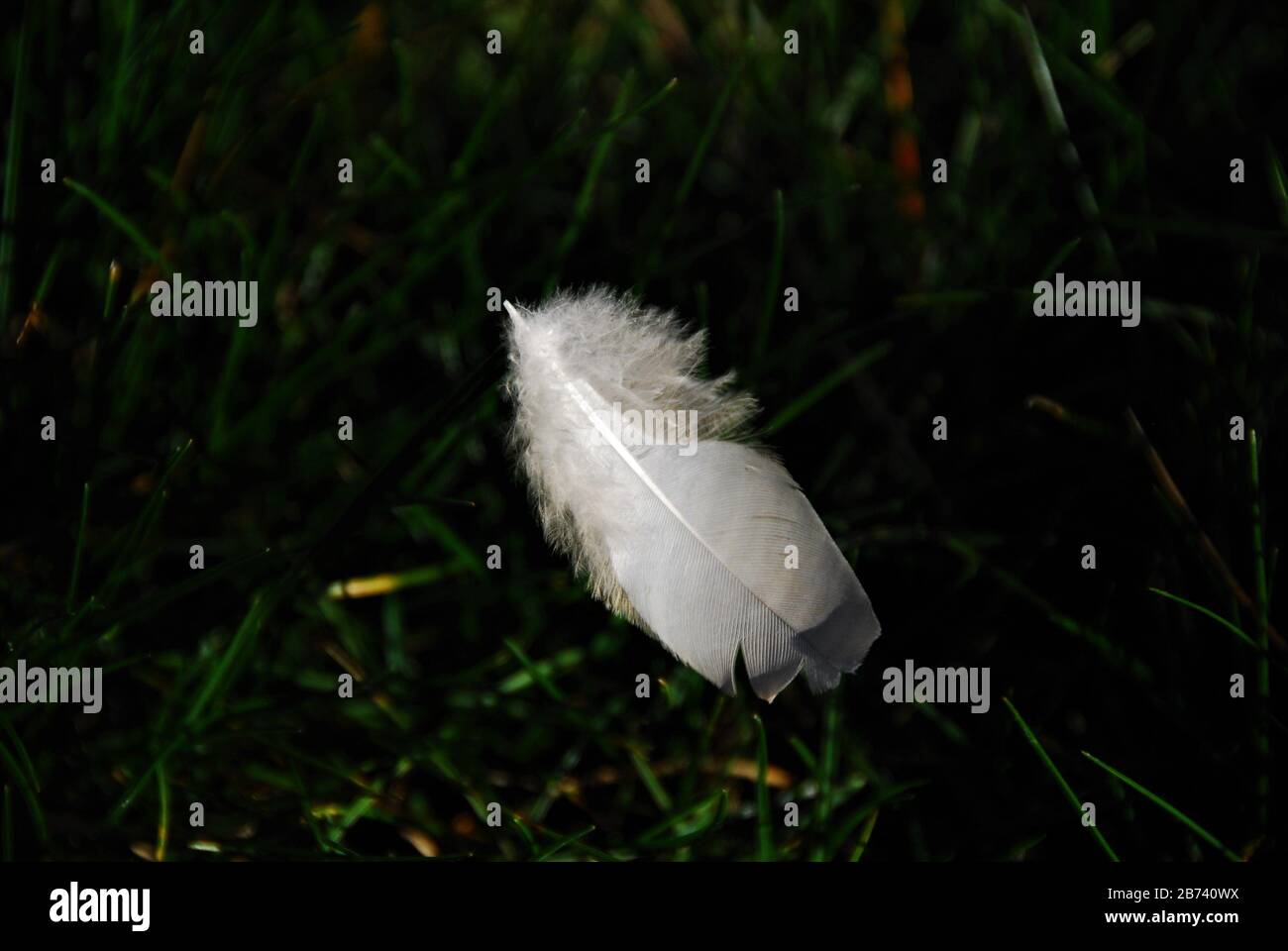 Green floater hi-res stock photography and images - Alamy