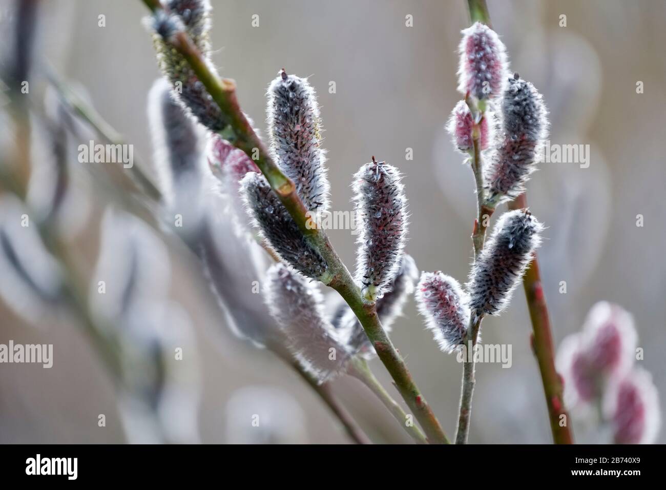 fuzzy rosy-pink catkins of salix gracilistyla Mount Aso also known as ...
