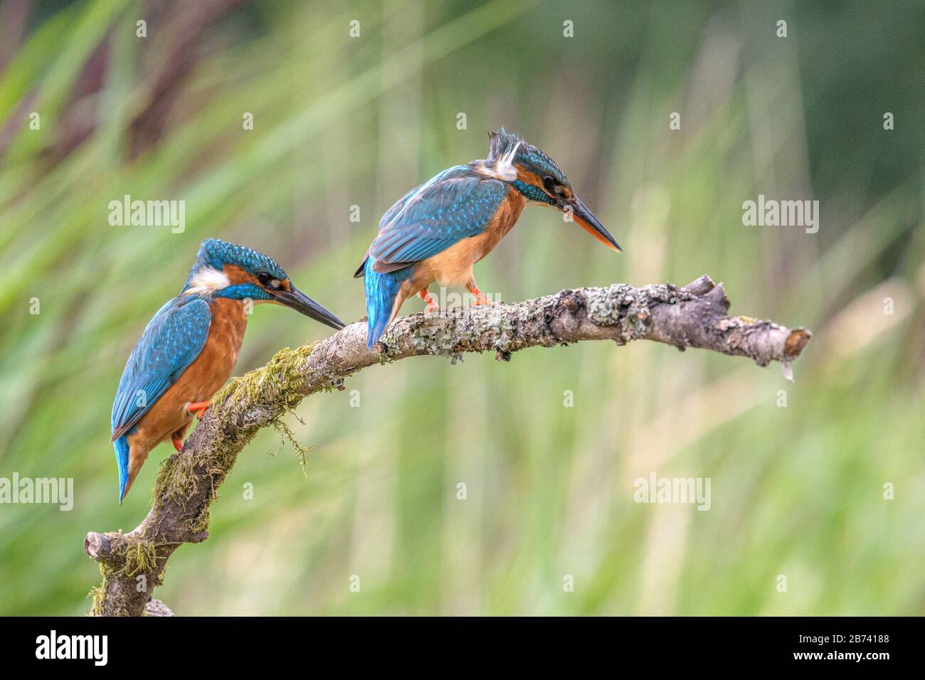 Kingfishers fishing hi-res stock photography and images - Alamy