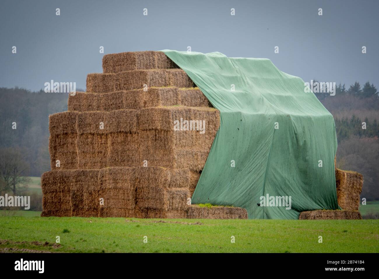 a straw rent, as big as a house, stands on the field covered with a ...