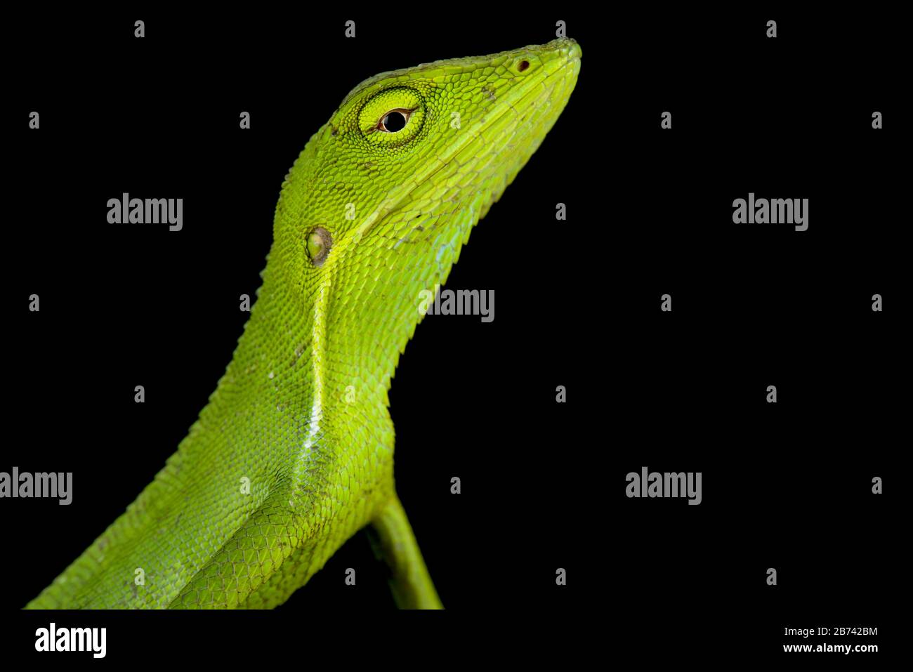 Vietnamese forest lizard (Bronchocela vietnamensis Stock Photo - Alamy