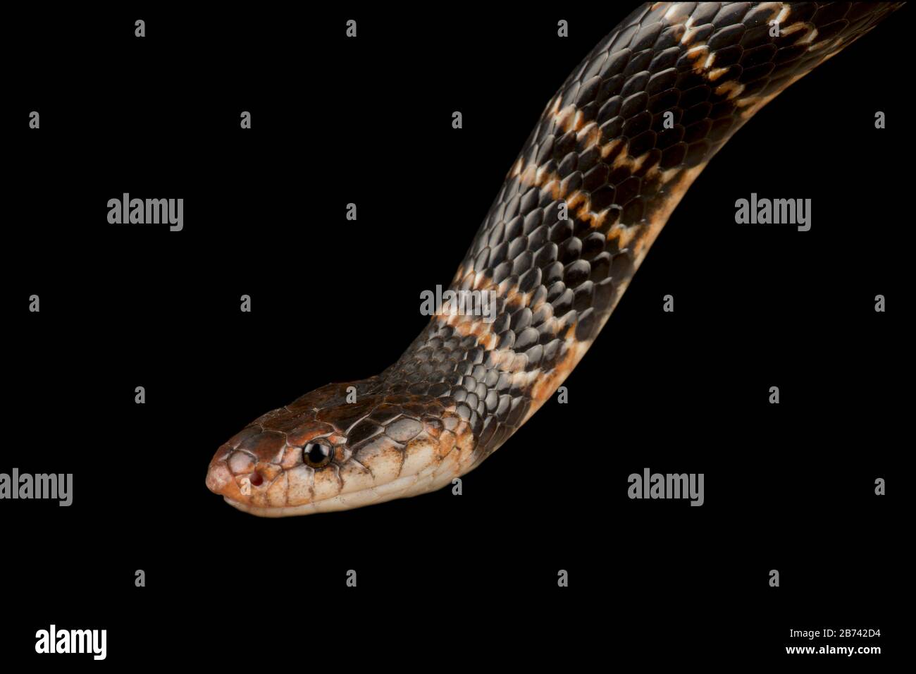 Elapsoidea hi-res stock photography and images - Alamy