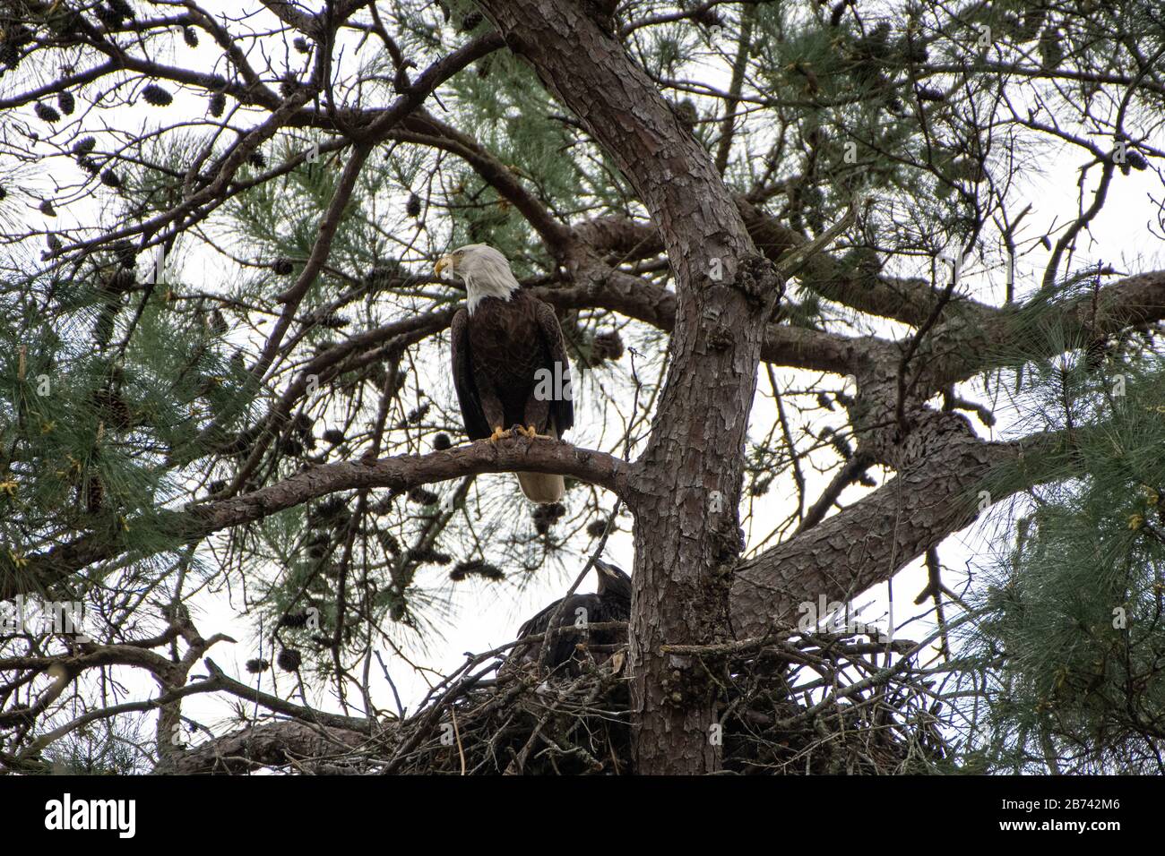 Bald eagle and scavenger hi-res stock photography and images - Alamy