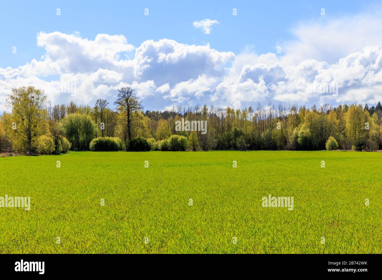 Bright spring beautiful landscape, green field, sunny weather, Green ...