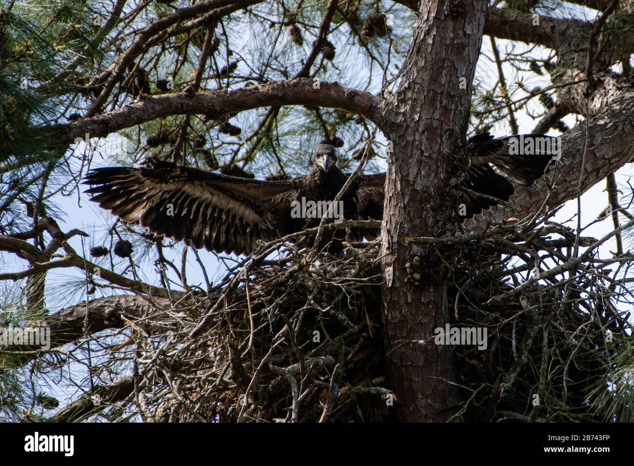 Eaglet hi-res stock photography and images - Alamy