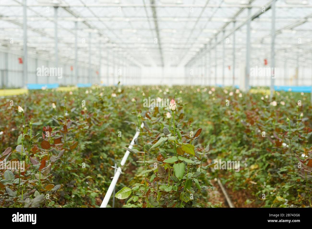 Greenhouse growing roses hi-res stock photography and images - Alamy