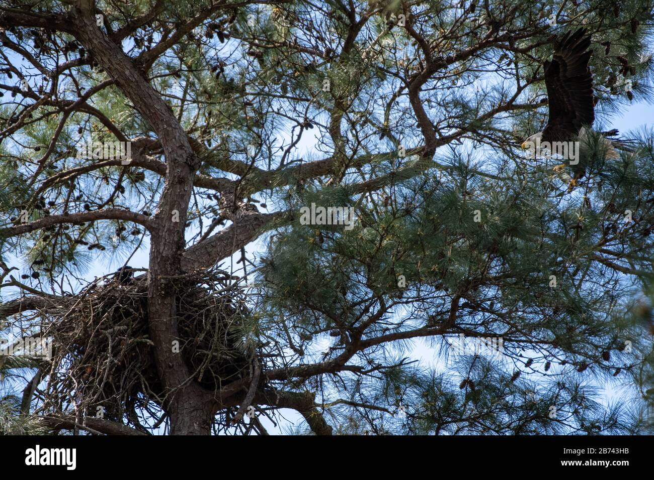 Eaglet hi-res stock photography and images - Alamy