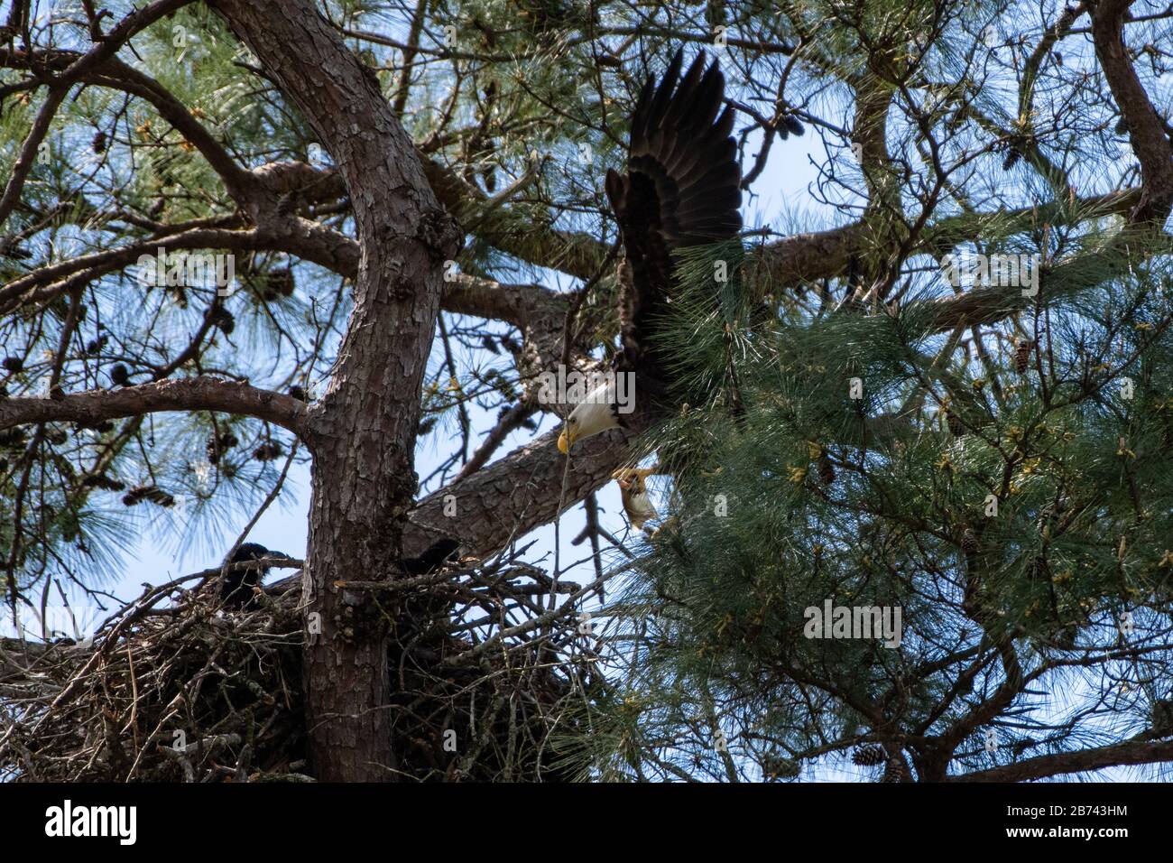 Eaglet hi-res stock photography and images - Alamy