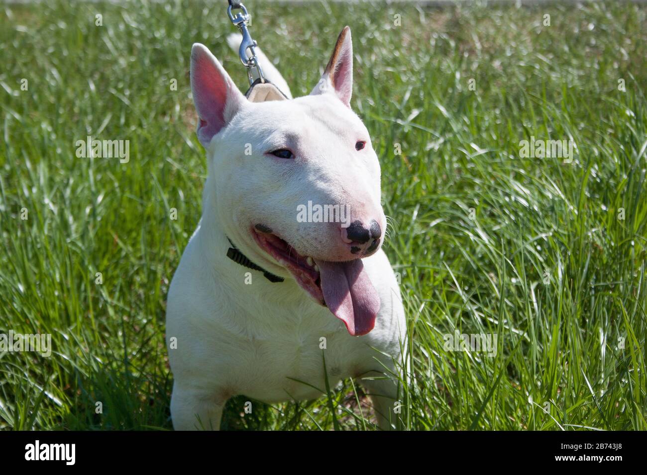 White miniature bull terrier close up. English bull terrier or the ...