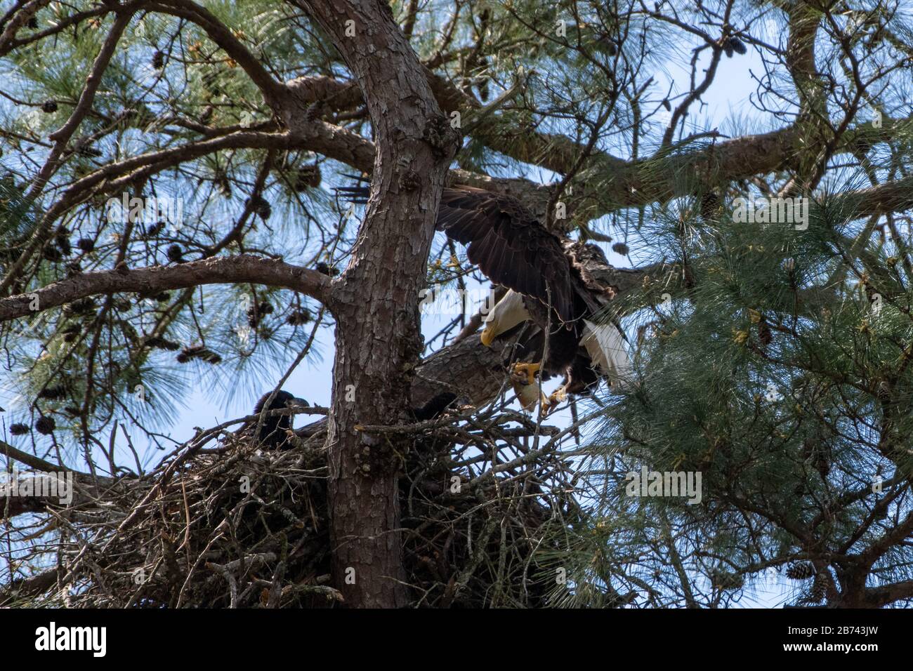 The eaglet hi-res stock photography and images - Alamy