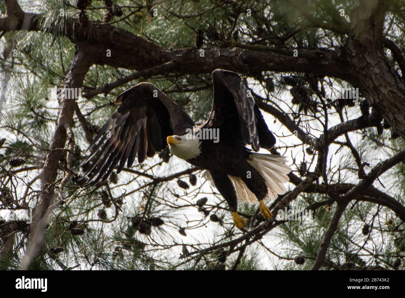 Adult eagle flying tree hi-res stock photography and images - Alamy