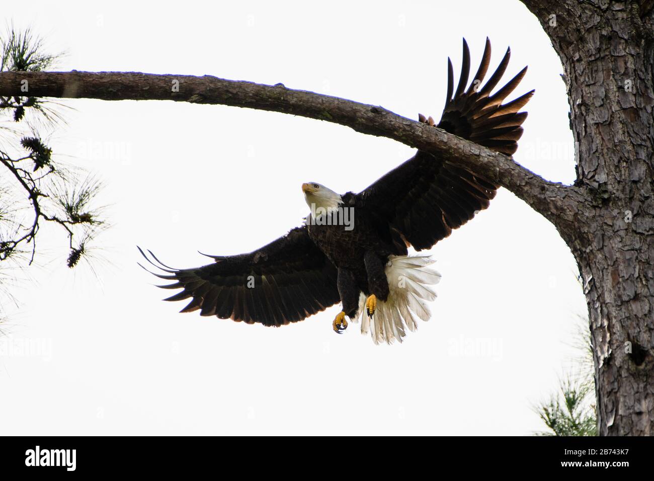 Adult eagle flying tree hi-res stock photography and images - Alamy