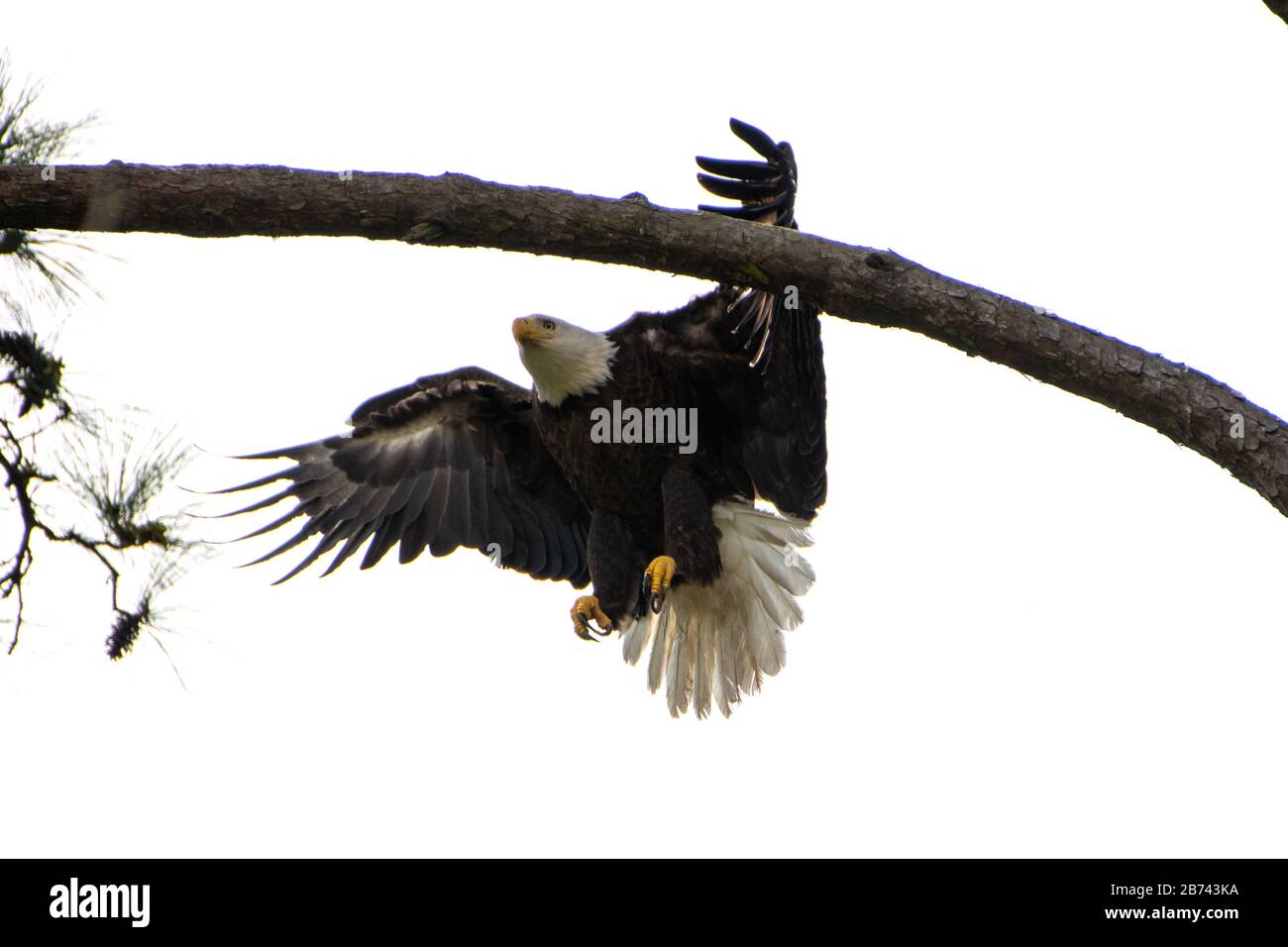 Adult eagle flying tree hi-res stock photography and images - Alamy