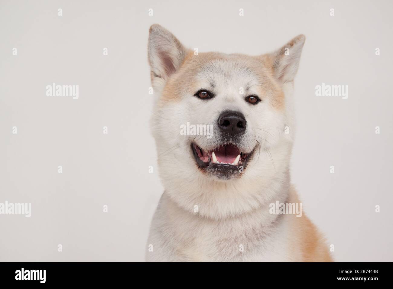 Akita inu isolated on a gray background. Akita ken or japanese akita ...