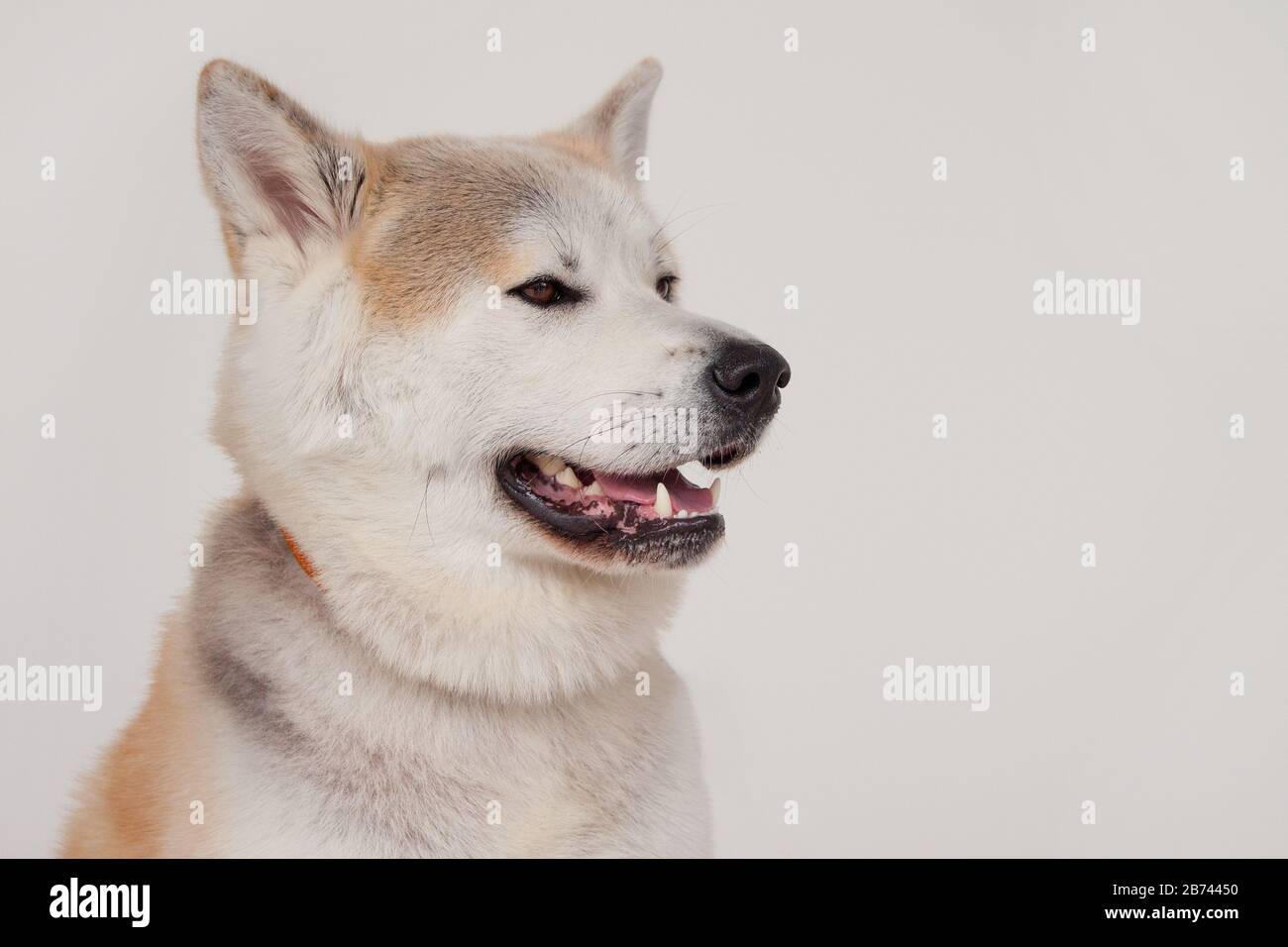 Akita teeth hi-res stock photography and images - Alamy