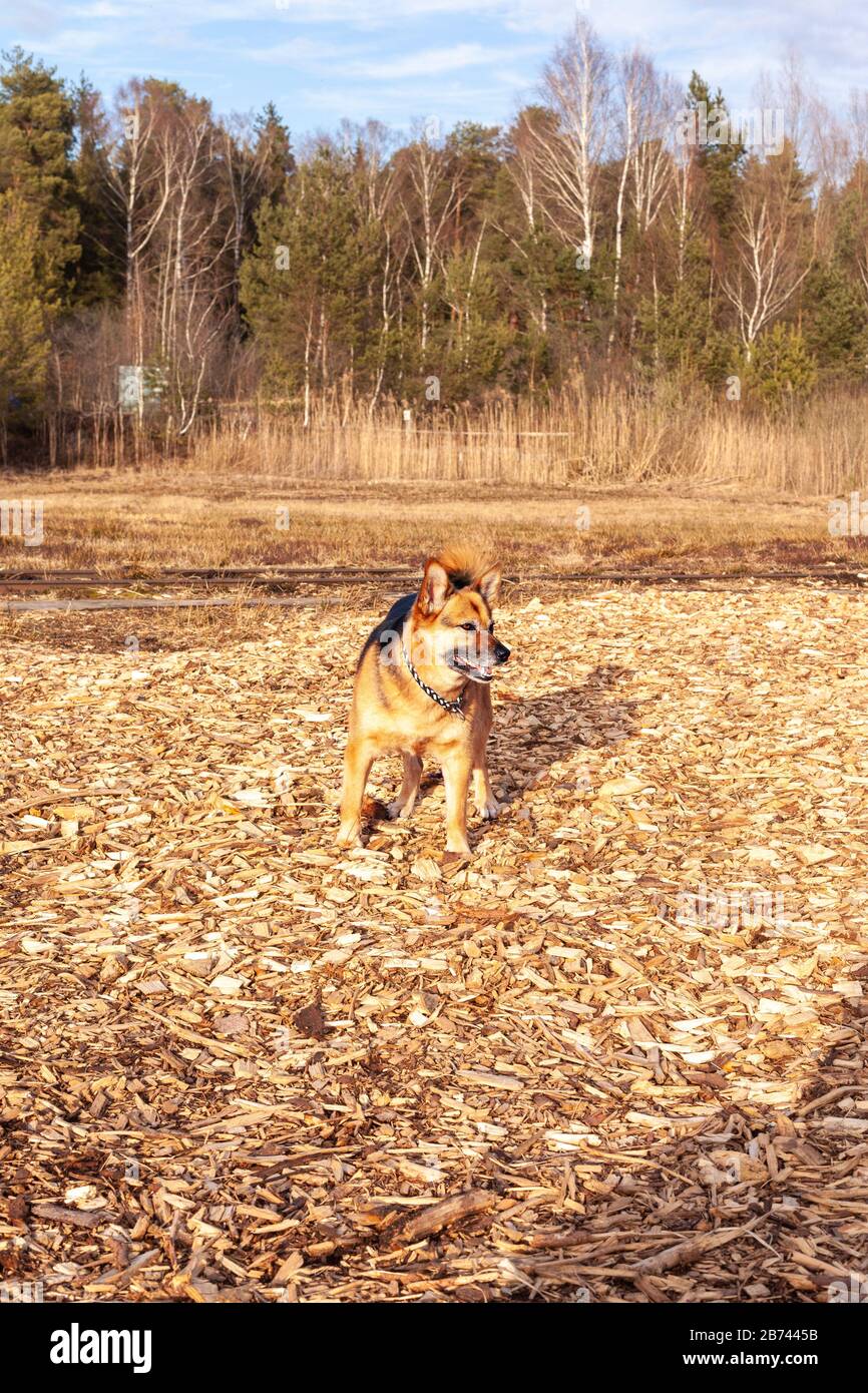 Peat dog hi-res stock photography and images - Alamy