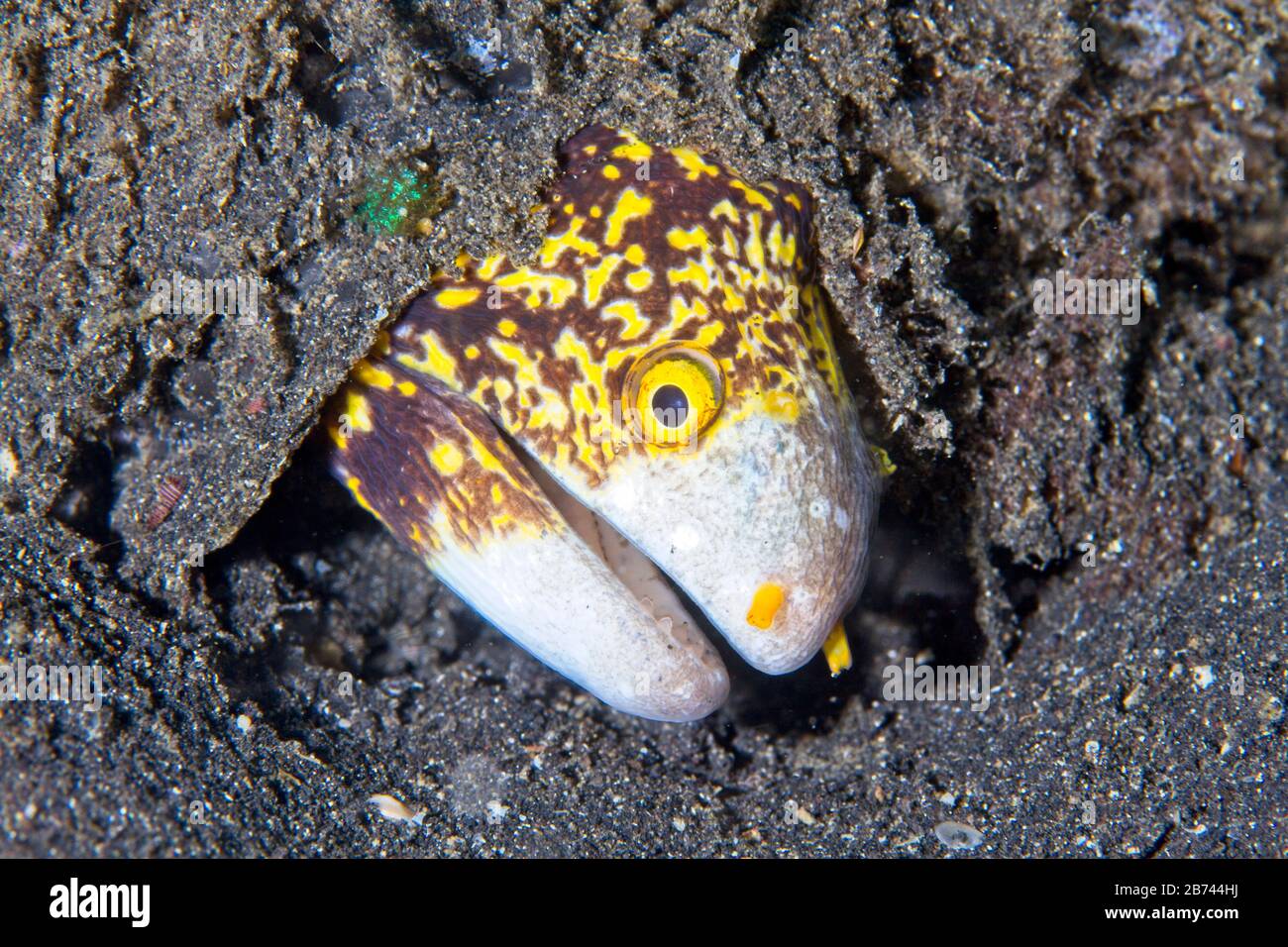 Snowflake moray eel (Echidna nebulosa) Lembeh Strait, Indonesia Stock ...