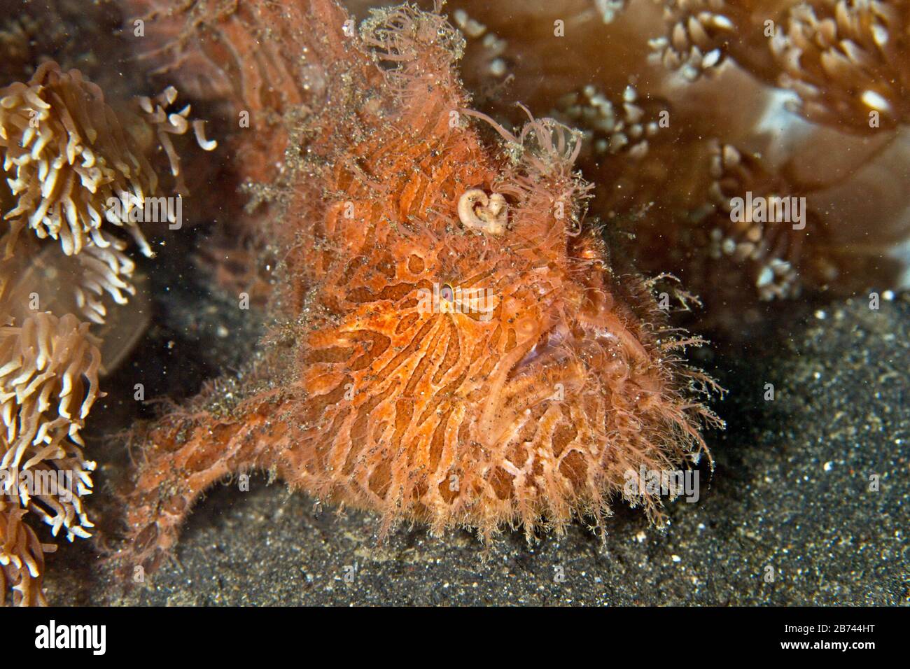 Hairy frogfish (Antennarius striatus) Lembeh Strait, Indonesia Stock ...