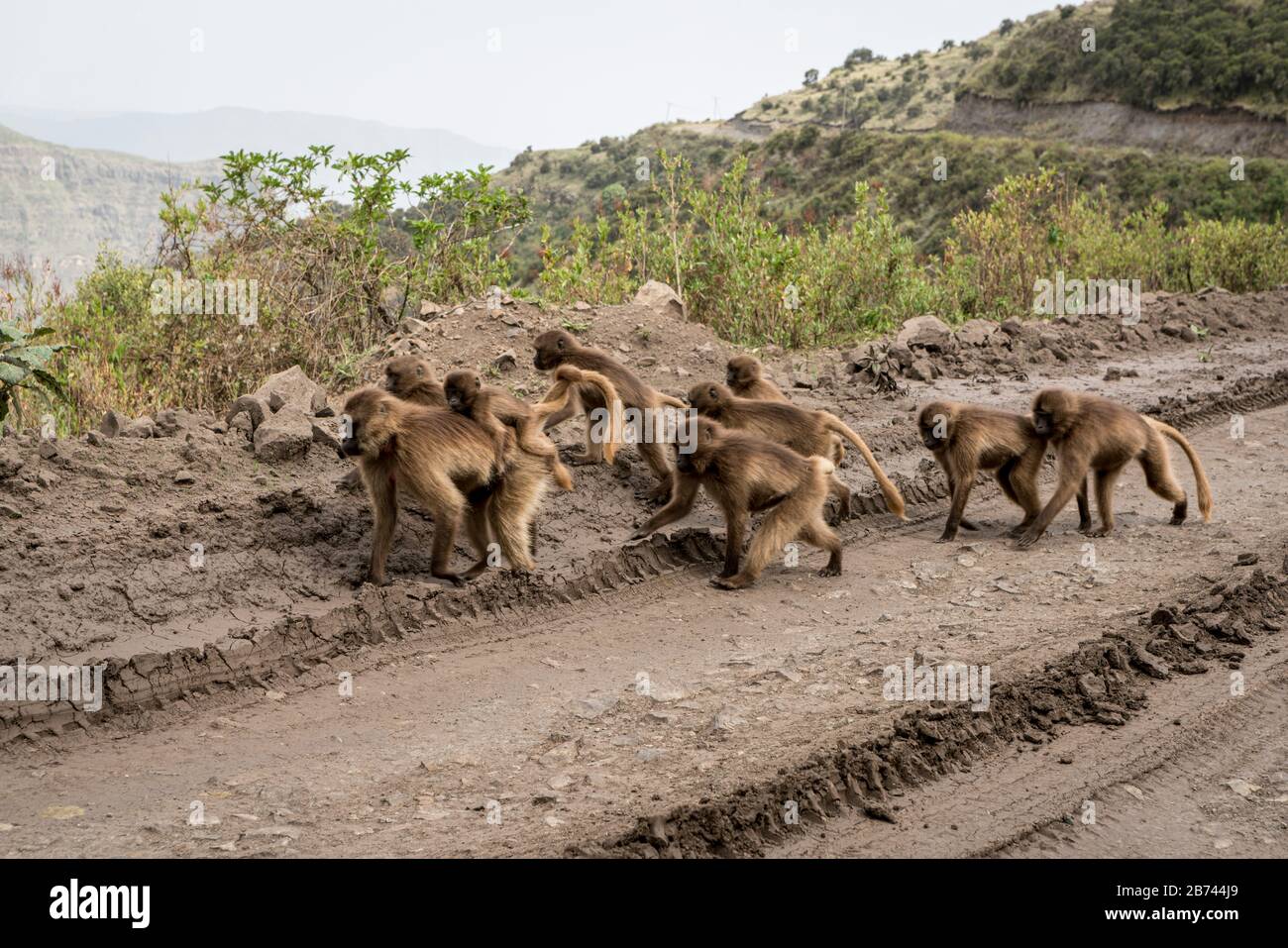 Gelada monkeys in the Simien Mountains in the Simien Mountains National ...