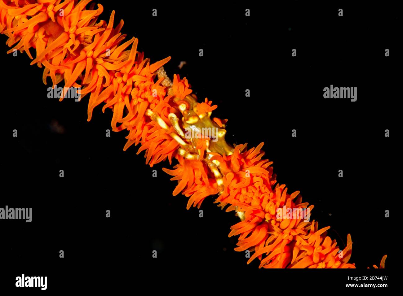 Xeno crab (Xenocarcinus tuberculatus) on whip coral, Lembeh Strait ...