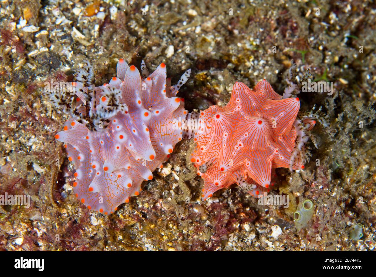 Halgerda batangas nudibranchs mating, Lembeh Strait, Indonesia Stock ...