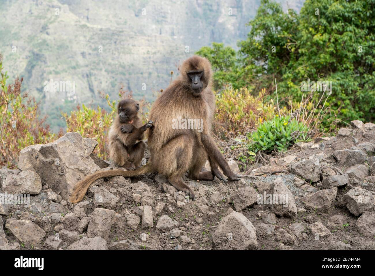 Ethiopian monkeys hi-res stock photography and images - Alamy