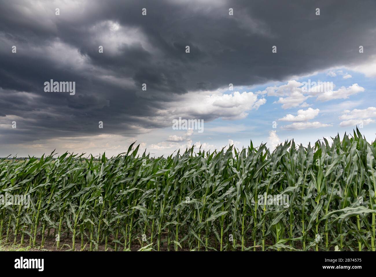 Thunderstorm clouds in sky over cornfield. Concept of crop insurance ...