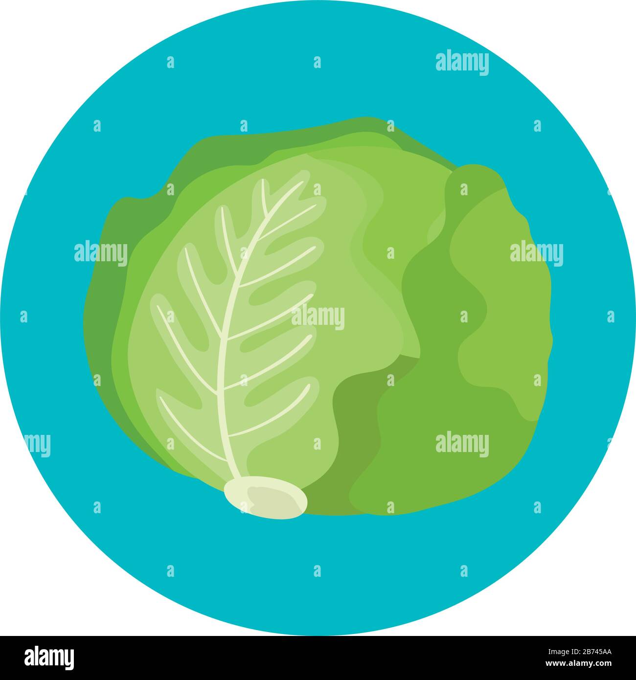 fresh lettuce vegetable in frame circular Stock Vector Image & Art - Alamy