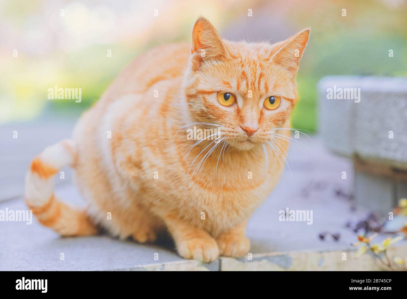 A little orange cat in the sun, full of spring，natural and beautiful ...