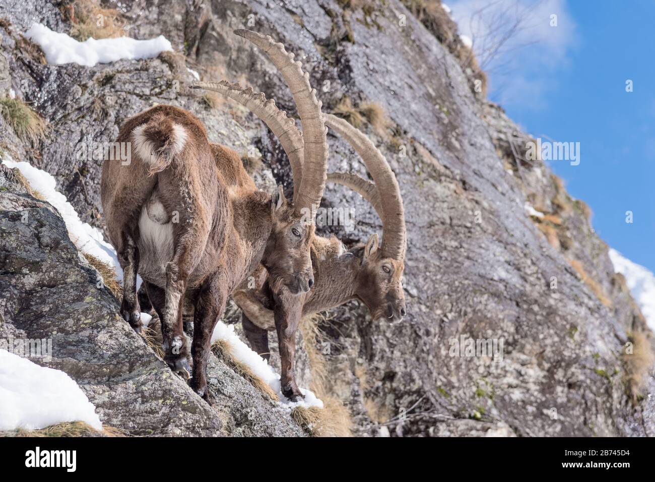 Ibexes in the Alps mountains (Capra ibex Stock Photo - Alamy