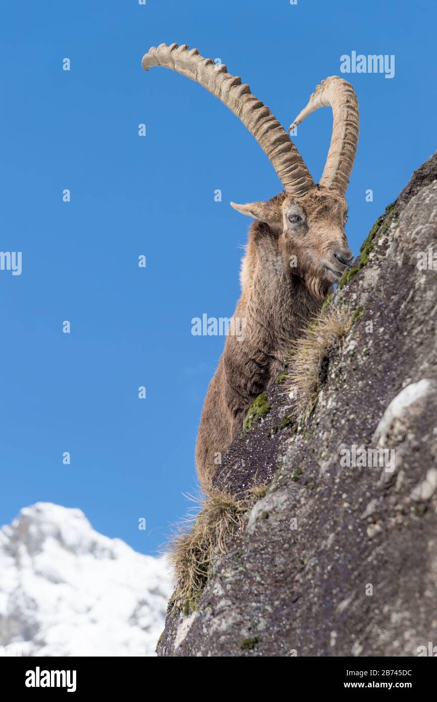 Alpine ibex hooves hi-res stock photography and images - Alamy