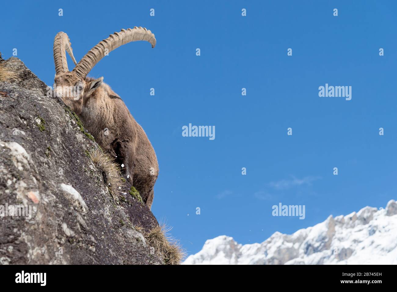 Alpine ibex hooves hi-res stock photography and images - Alamy