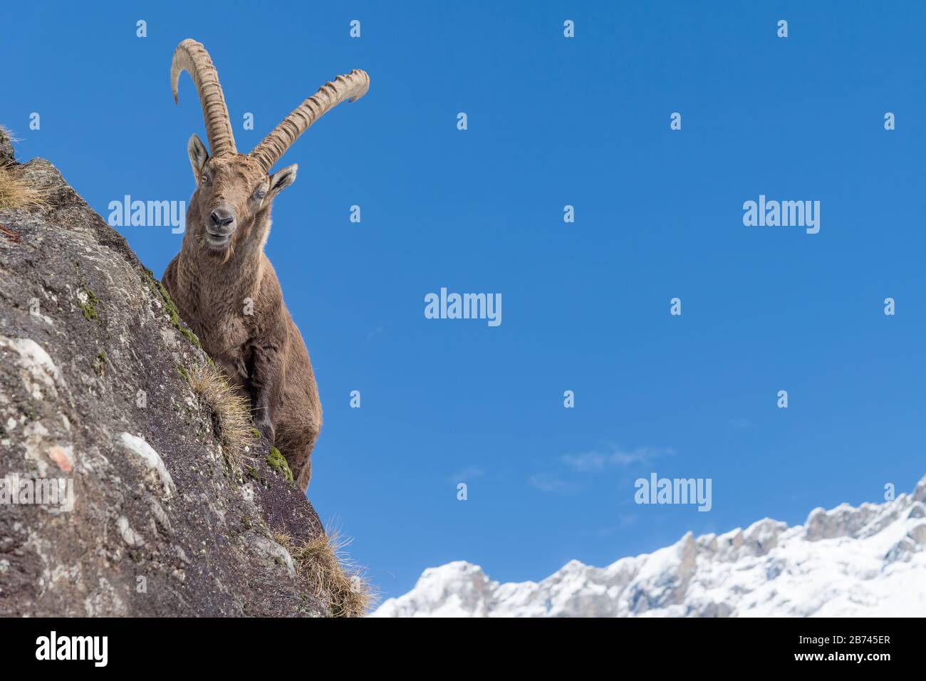 Alpine ibex hooves hi-res stock photography and images - Alamy