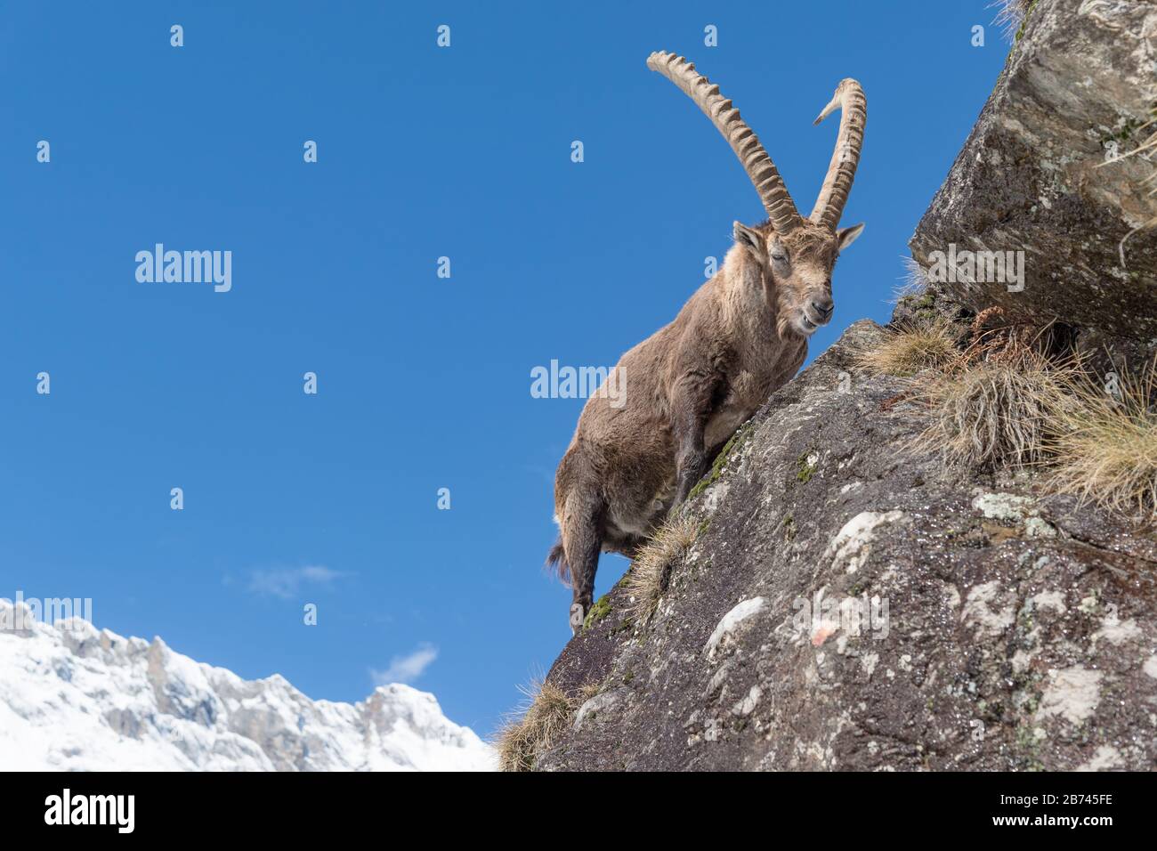 Alpine ibex hooves hi-res stock photography and images - Alamy
