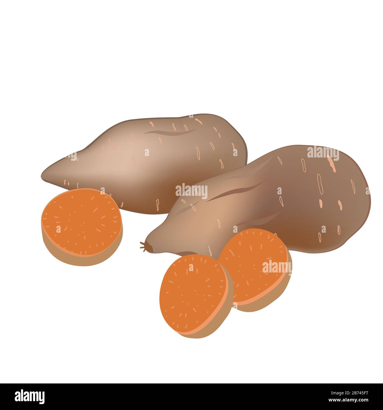 Sweet potato plant on Stock Vector Images - Alamy