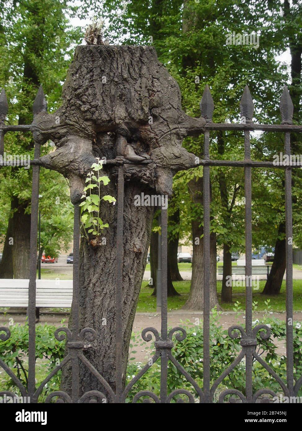 The ingrown tree in the old metallic fence in the urban park Stock ...