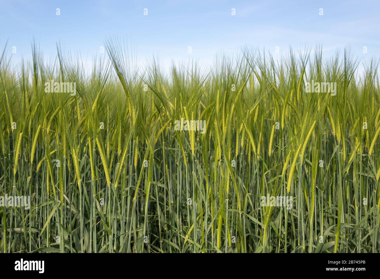 Barley corns hi-res stock photography and images - Alamy