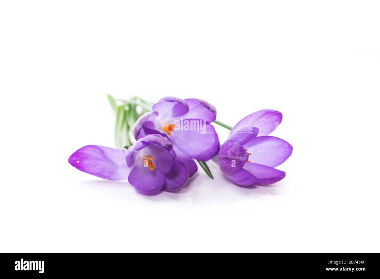 spring purple little crocus flowers isolated on white background Stock ...