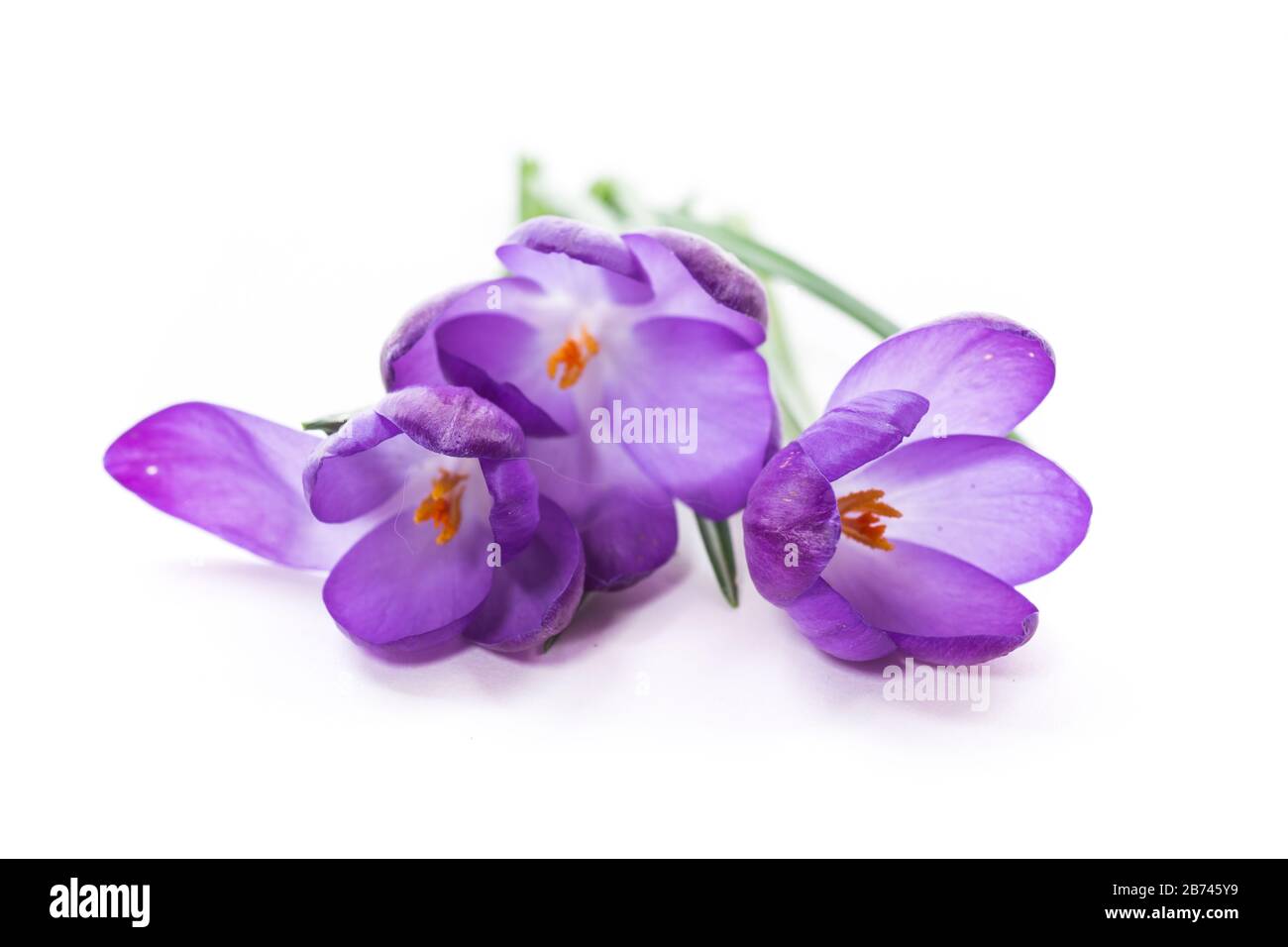 spring purple little crocus flowers isolated on white background Stock ...