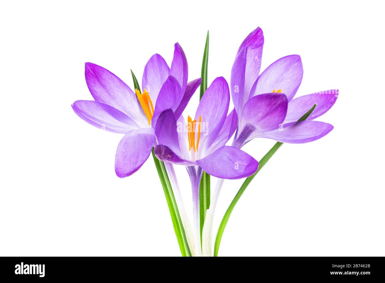 spring purple little crocus flowers isolated on white background Stock ...