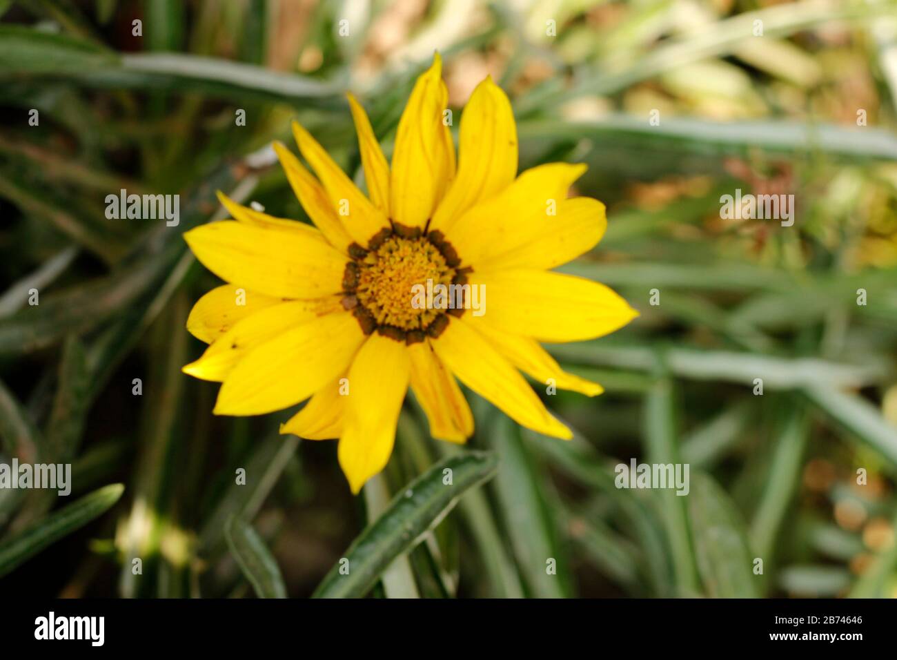 Pink sunflower hi-res stock photography and images - Alamy