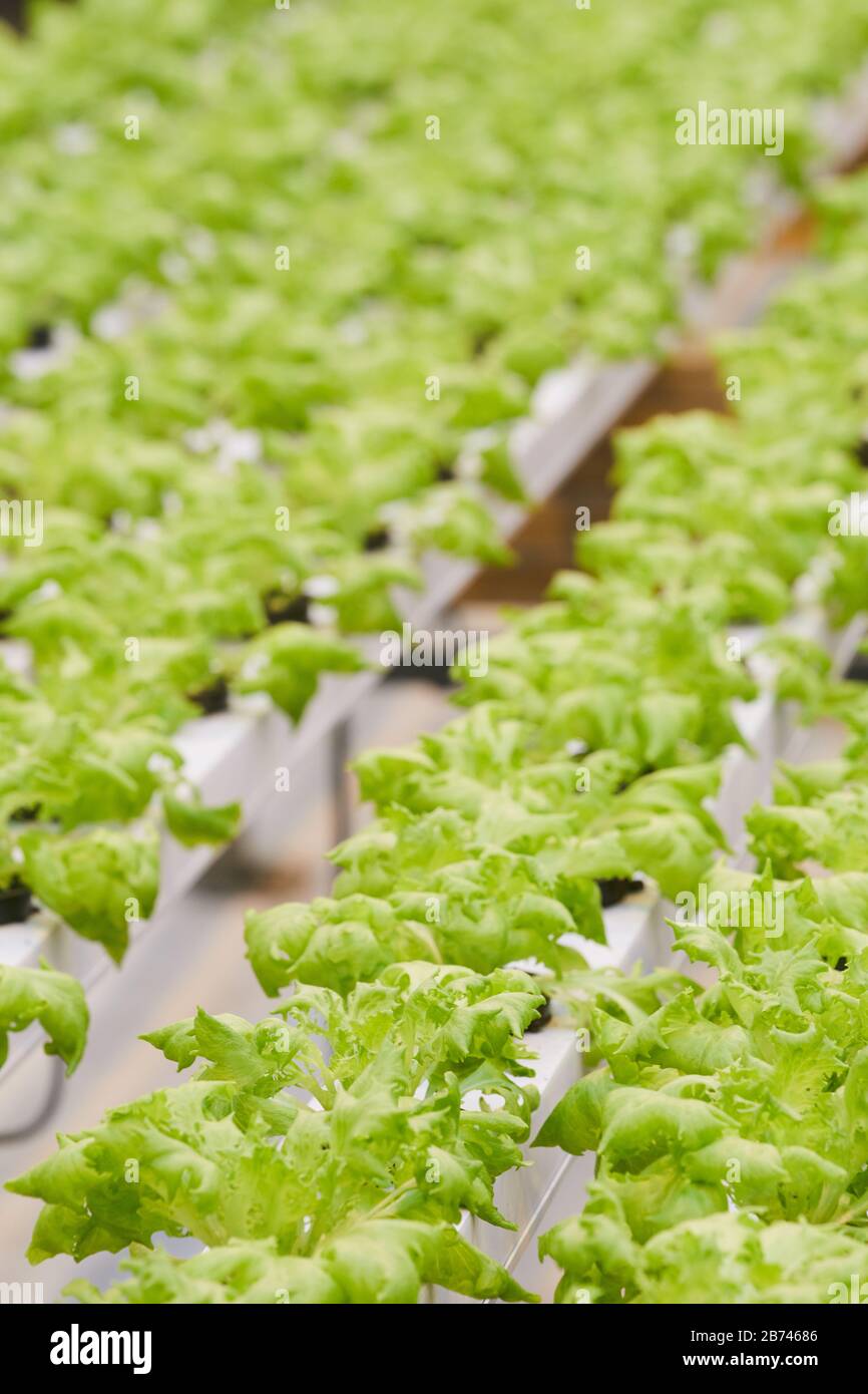 Large lettuce growing in hi-res stock photography and images - Alamy