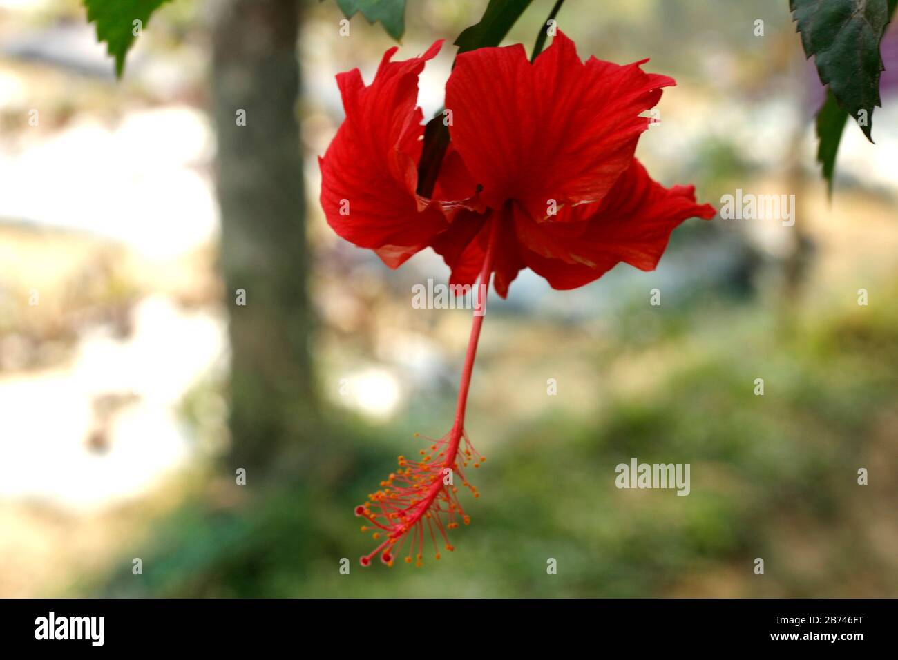 Beautiful red flower in garden hi-res stock photography and images - Alamy